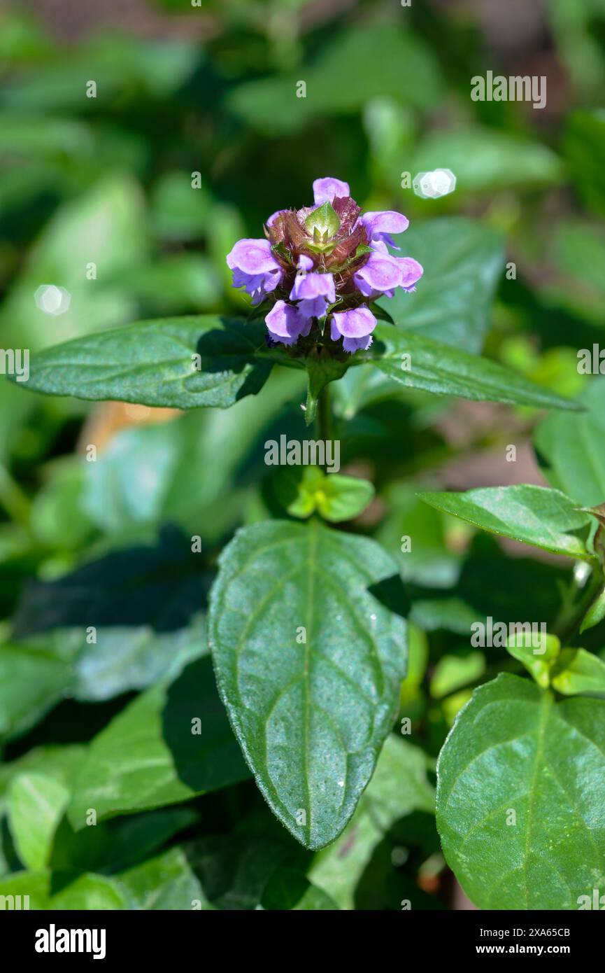 The common self-heal plant, Prunella vulgaris, is used in traditional ...