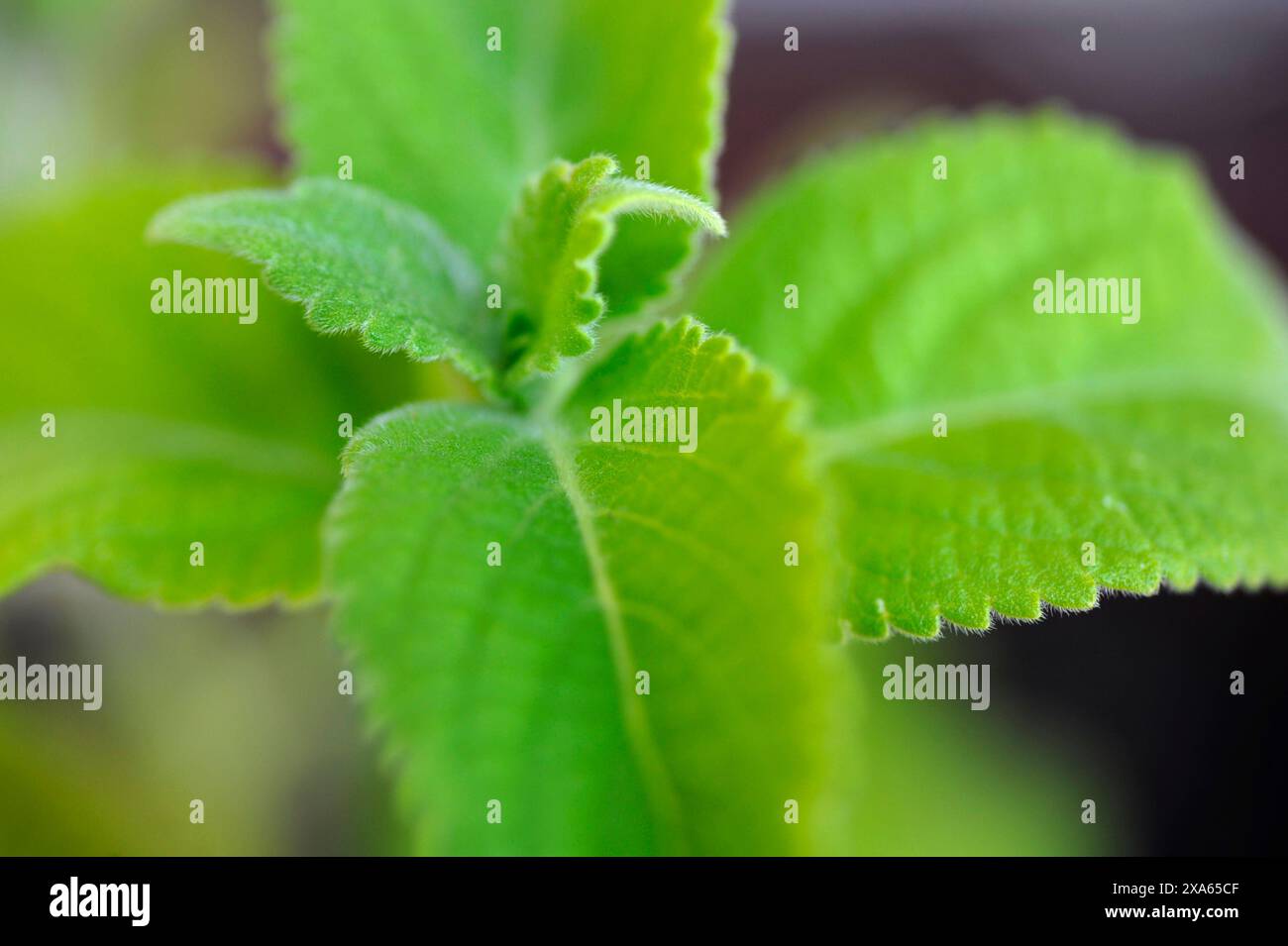 Toothache plant hi-res stock photography and images - Alamy