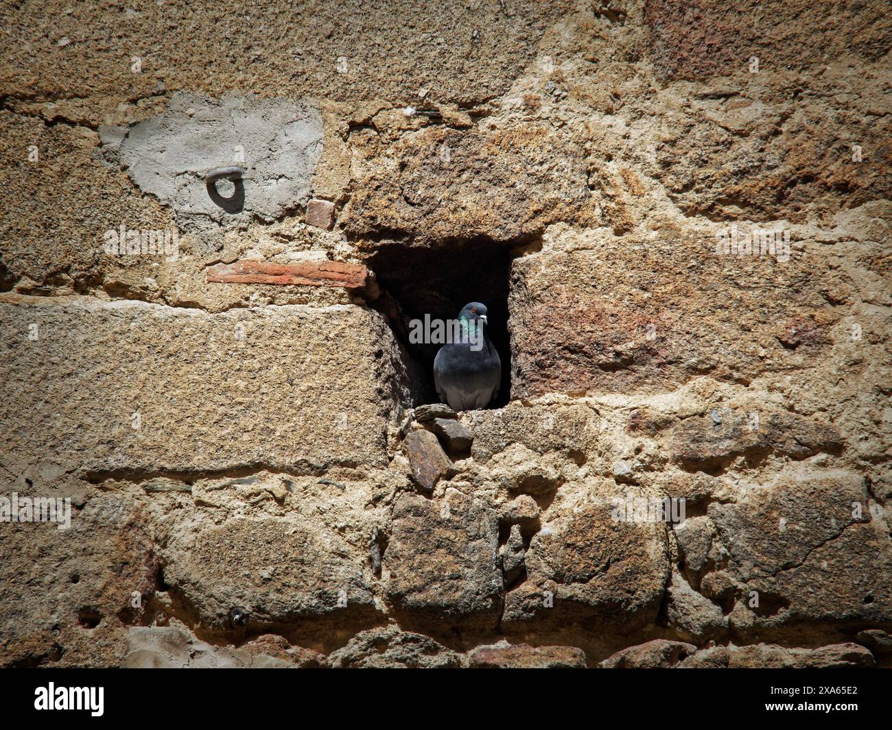 Hidden pigeon hi-res stock photography and images - Alamy