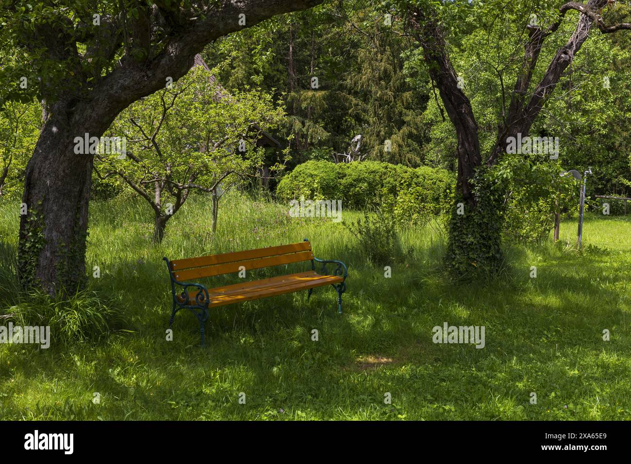 photo of a cozy bench in shadows under large old trees in summer garden ...