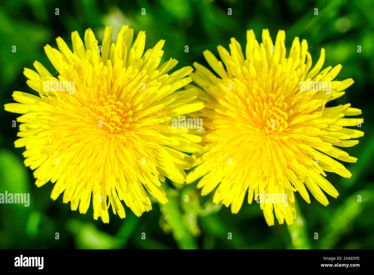 Top view of two beautiful symmetrical round yellow dandelion flower ...