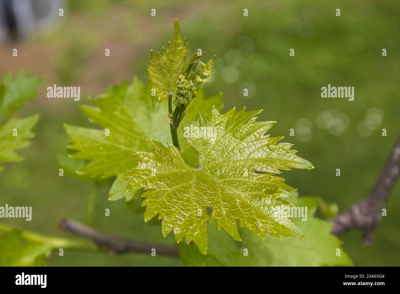 close-up photo of a young green grapevine leaves on blurred greenery ...