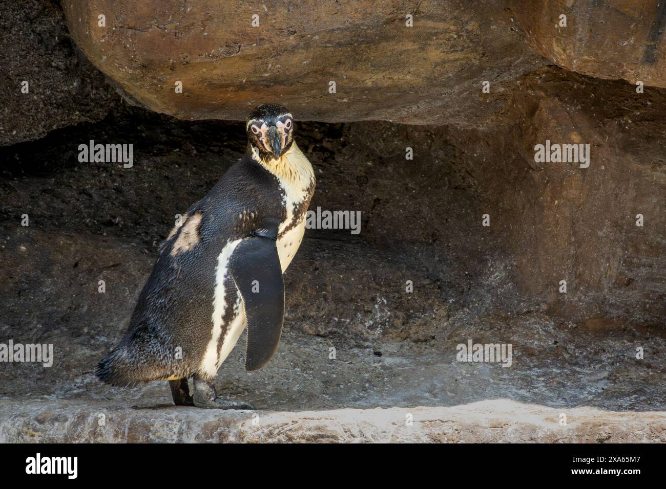Rocky enclosure hi-res stock photography and images - Alamy