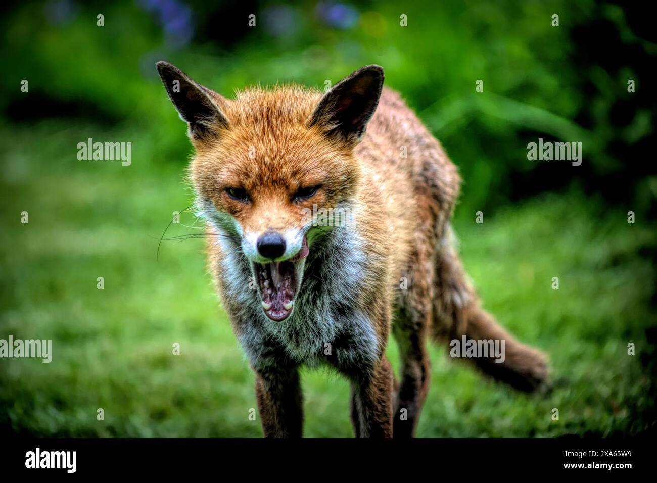 A close-up of a fox with mouth open on a green meadow Stock Photo - Alamy