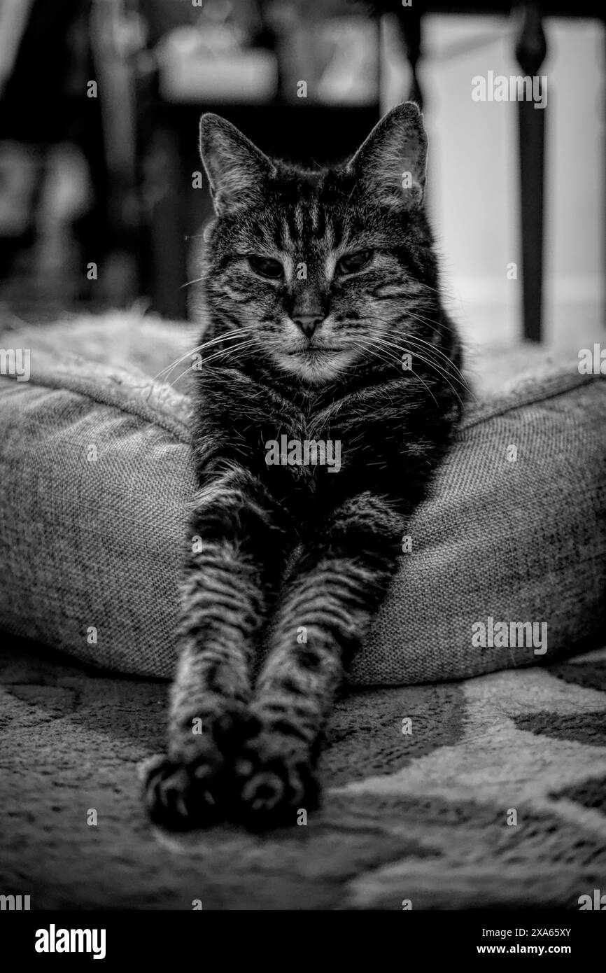 Cat on a pillow Black and White Stock Photos & Images - Alamy