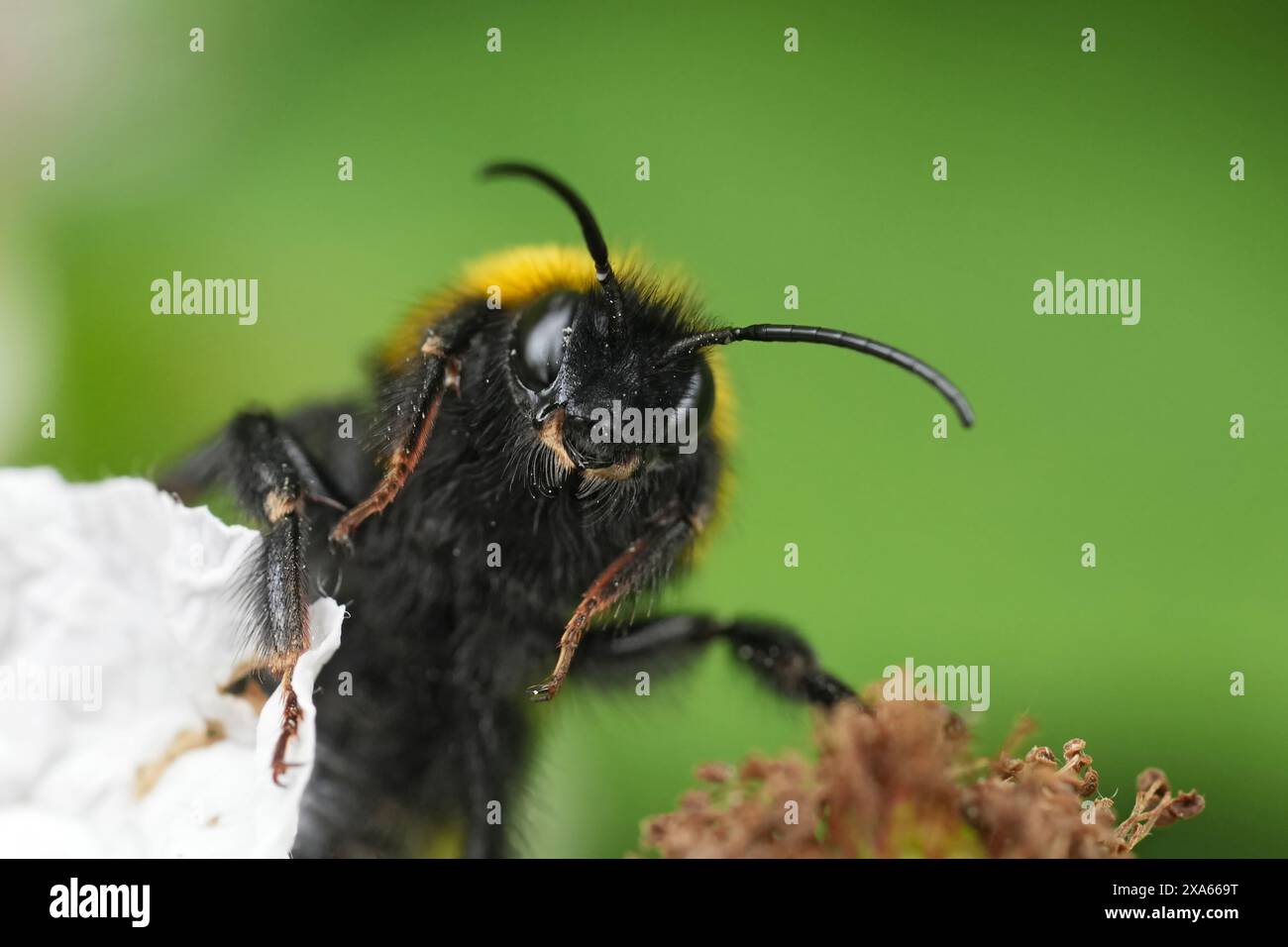 Extreme facial closeup on the European Vestal cuckoo bumblebe, Bombus ...