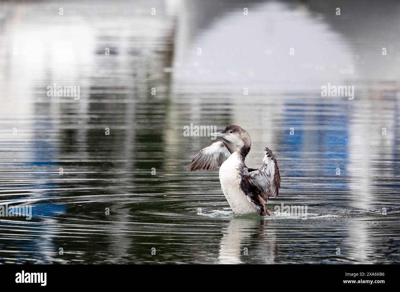 Common Loon Flapping Wings Stock Photo - Alamy