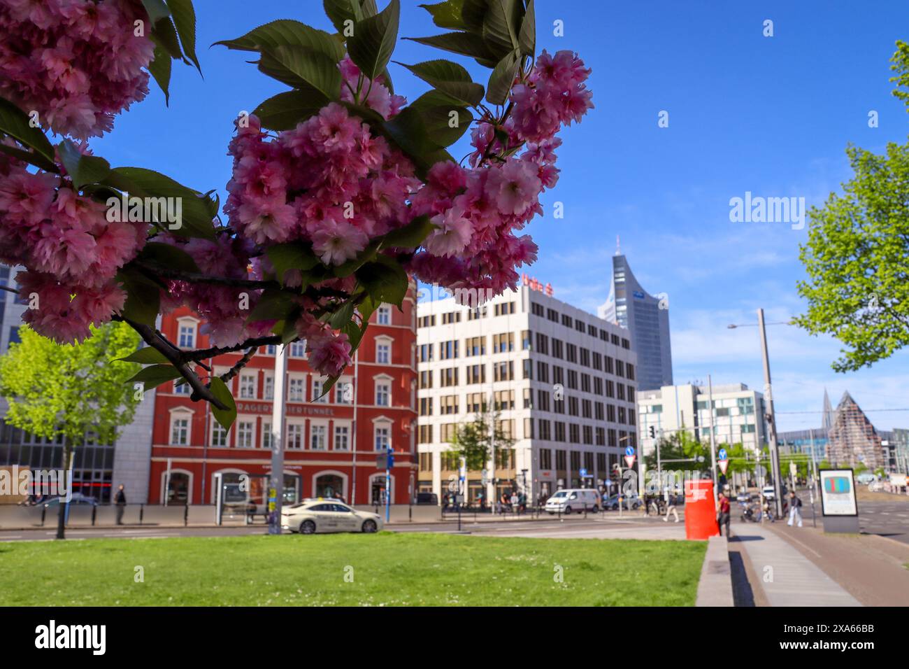 Experience the enchanting beauty of cherry blossoms in full bloom in ...