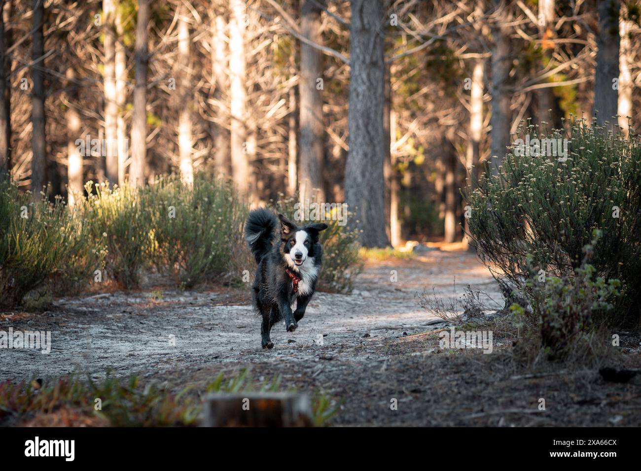 Athletic border collie hi-res stock photography and images - Alamy