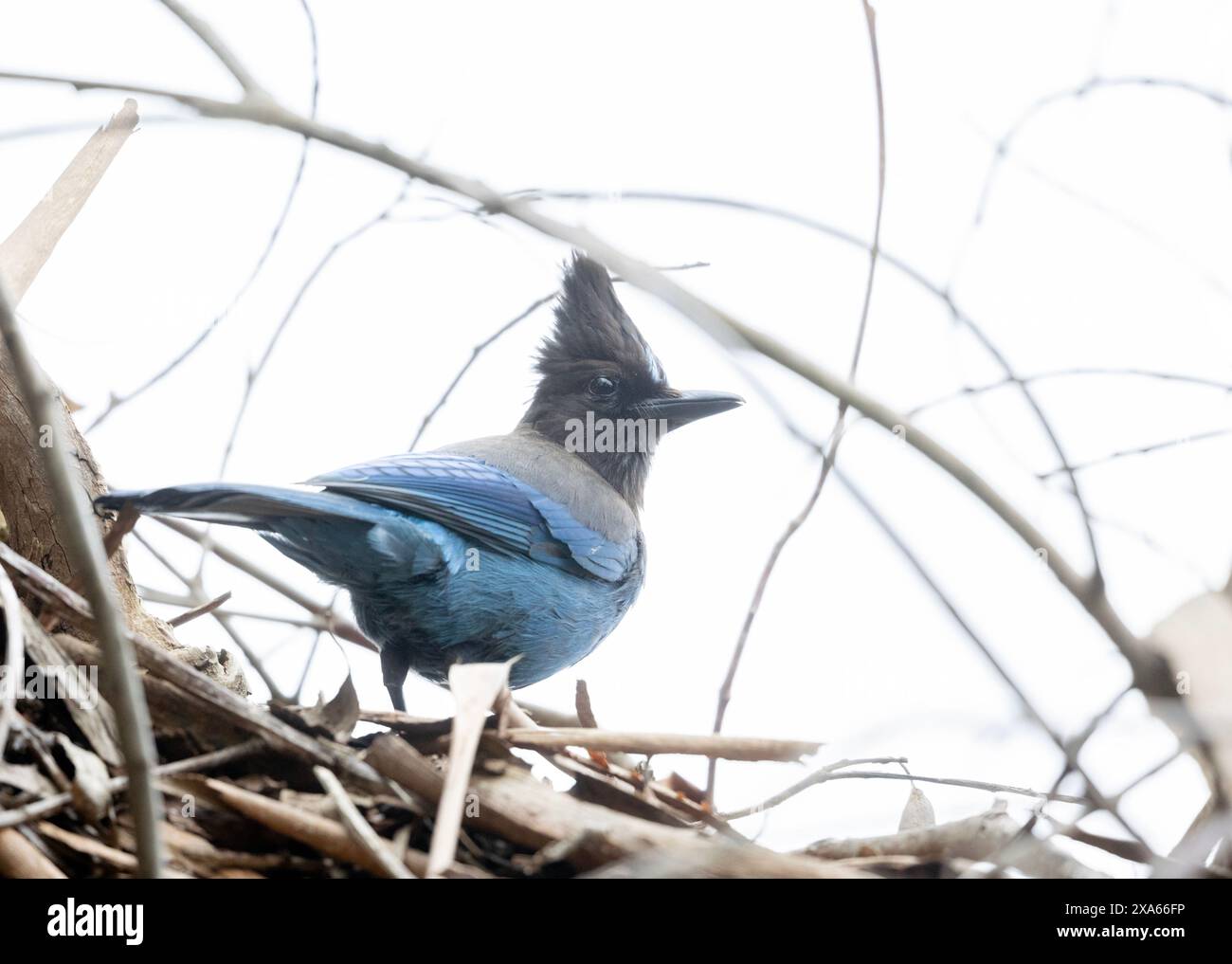 Jay bird hi hi-res stock photography and images - Alamy