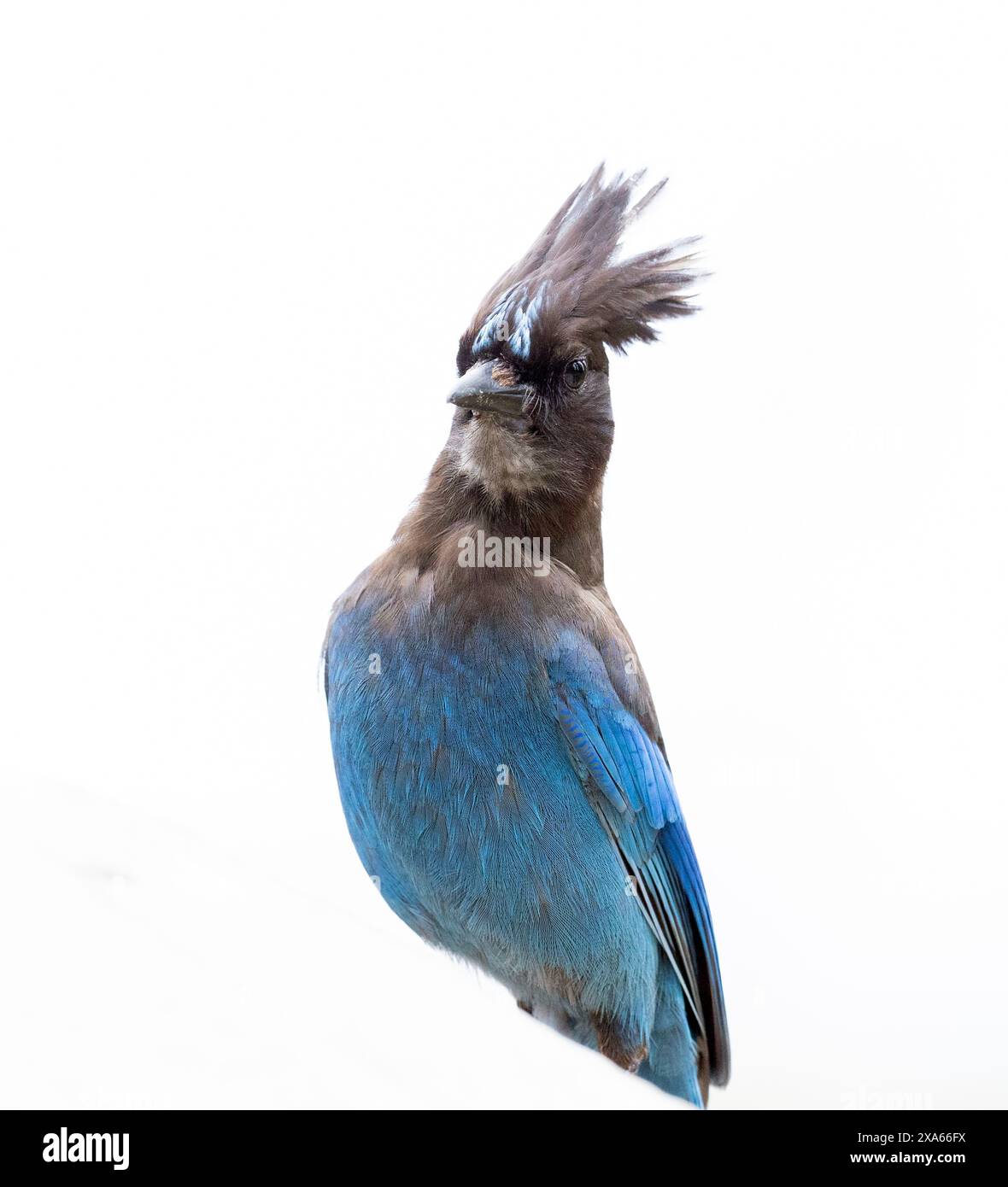 Steller's Jay Portrait Hi Key Stock Photo - Alamy