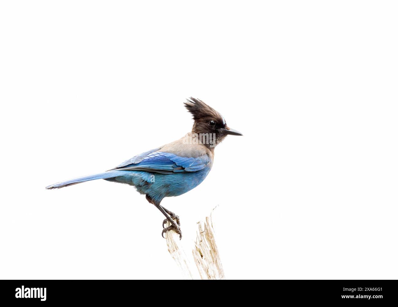 Jay bird hi hi-res stock photography and images - Alamy