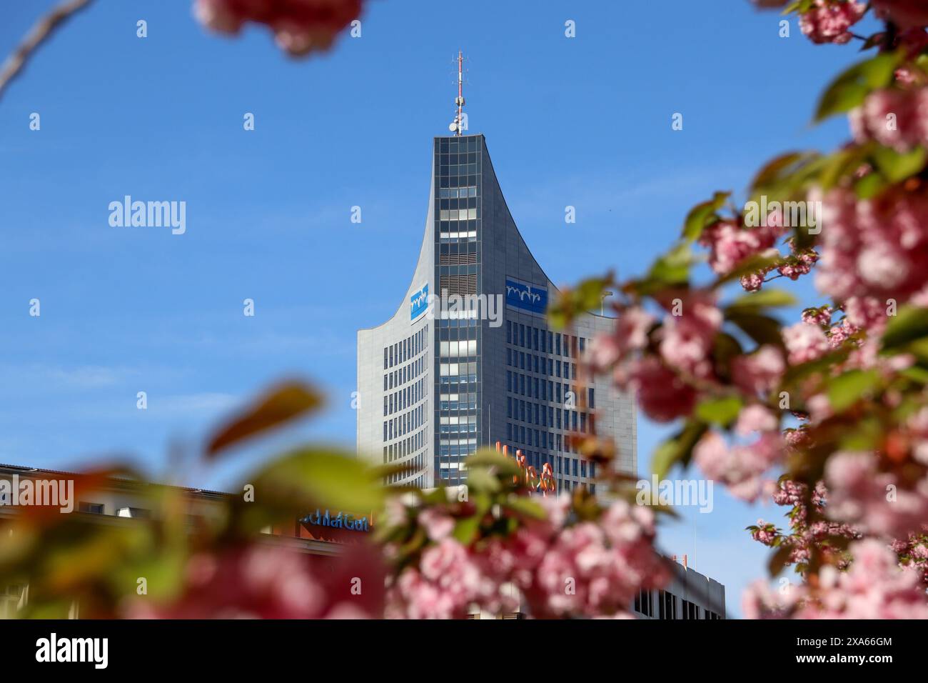 Experience the enchanting beauty of cherry blossoms in full bloom in ...