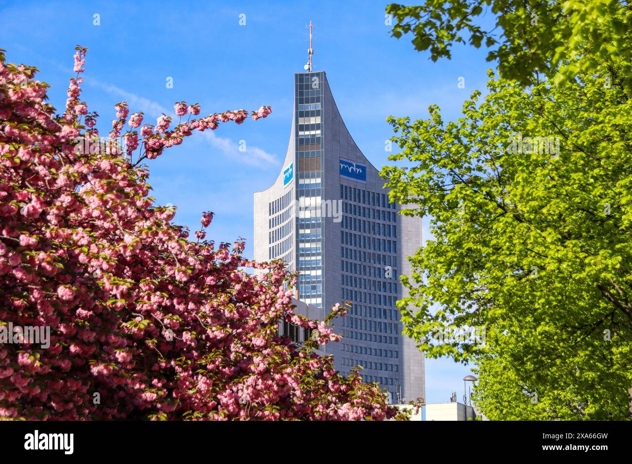 Experience the enchanting beauty of cherry blossoms in full bloom in ...