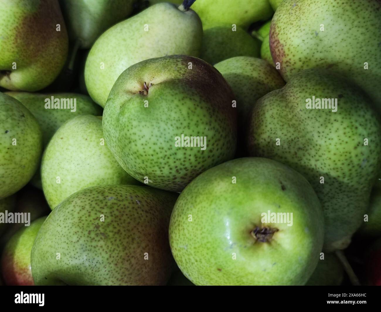 A bowl full of fresh green Indian pears Stock Photo - Alamy