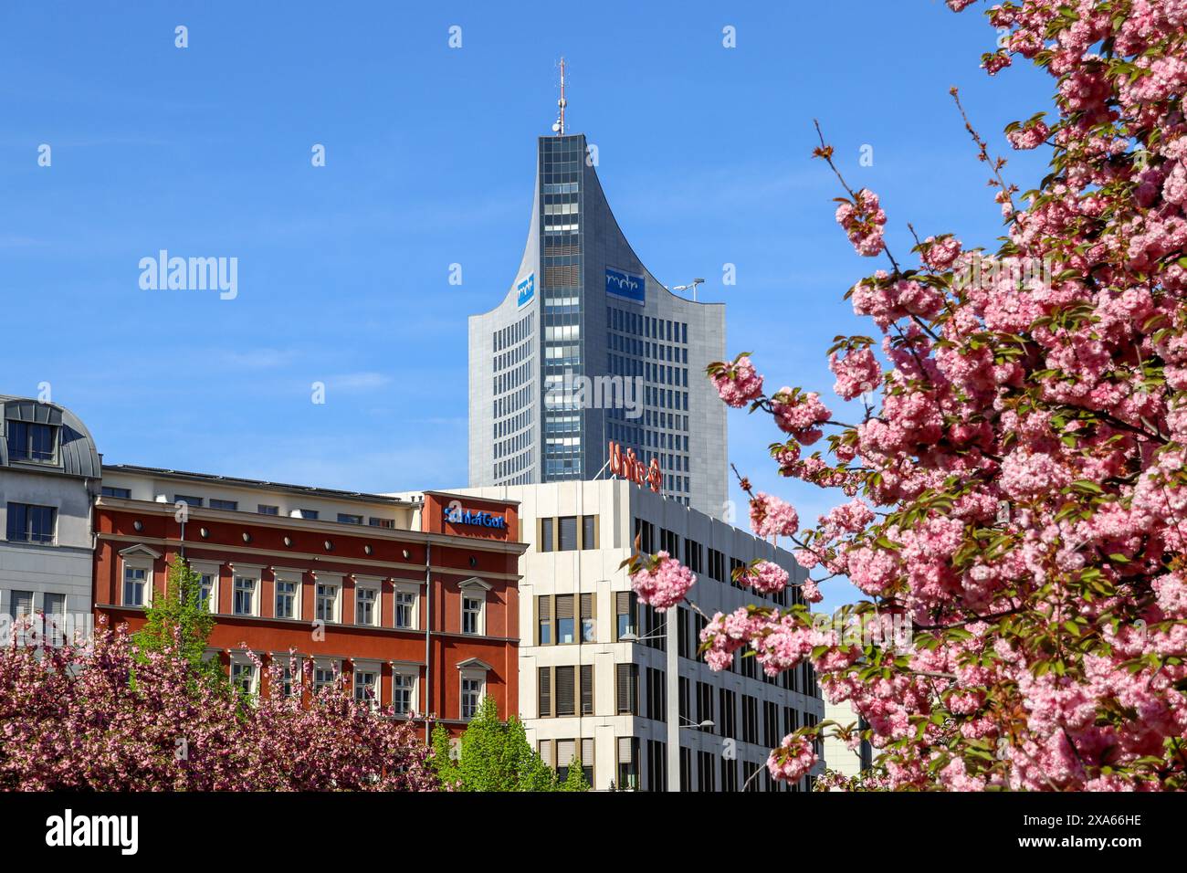 Experience the enchanting beauty of cherry blossoms in full bloom in ...