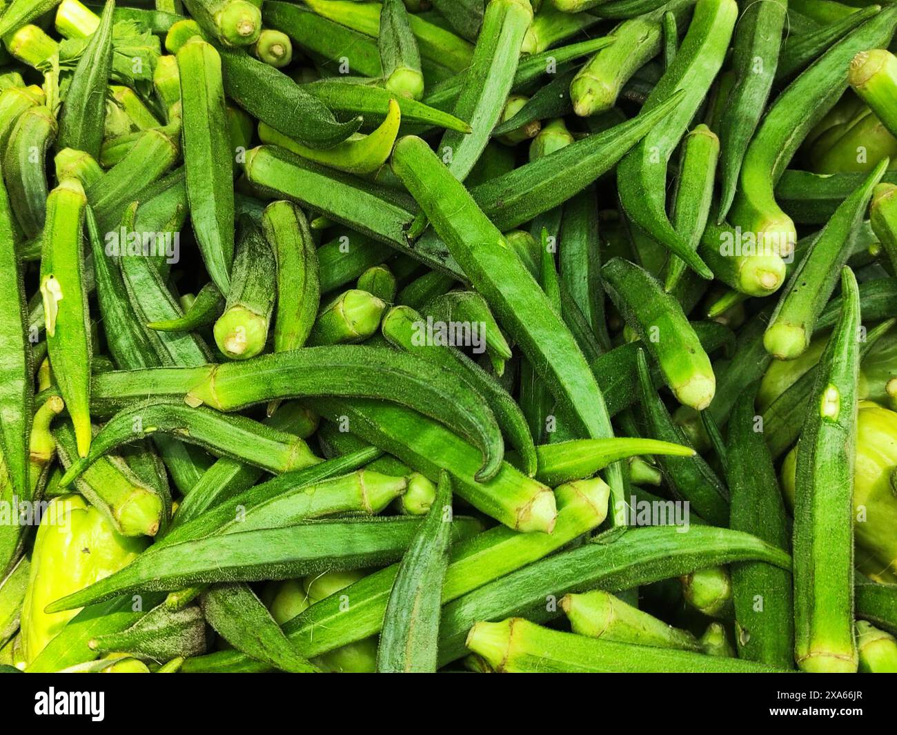 Green okra organic hi-res stock photography and images - Alamy