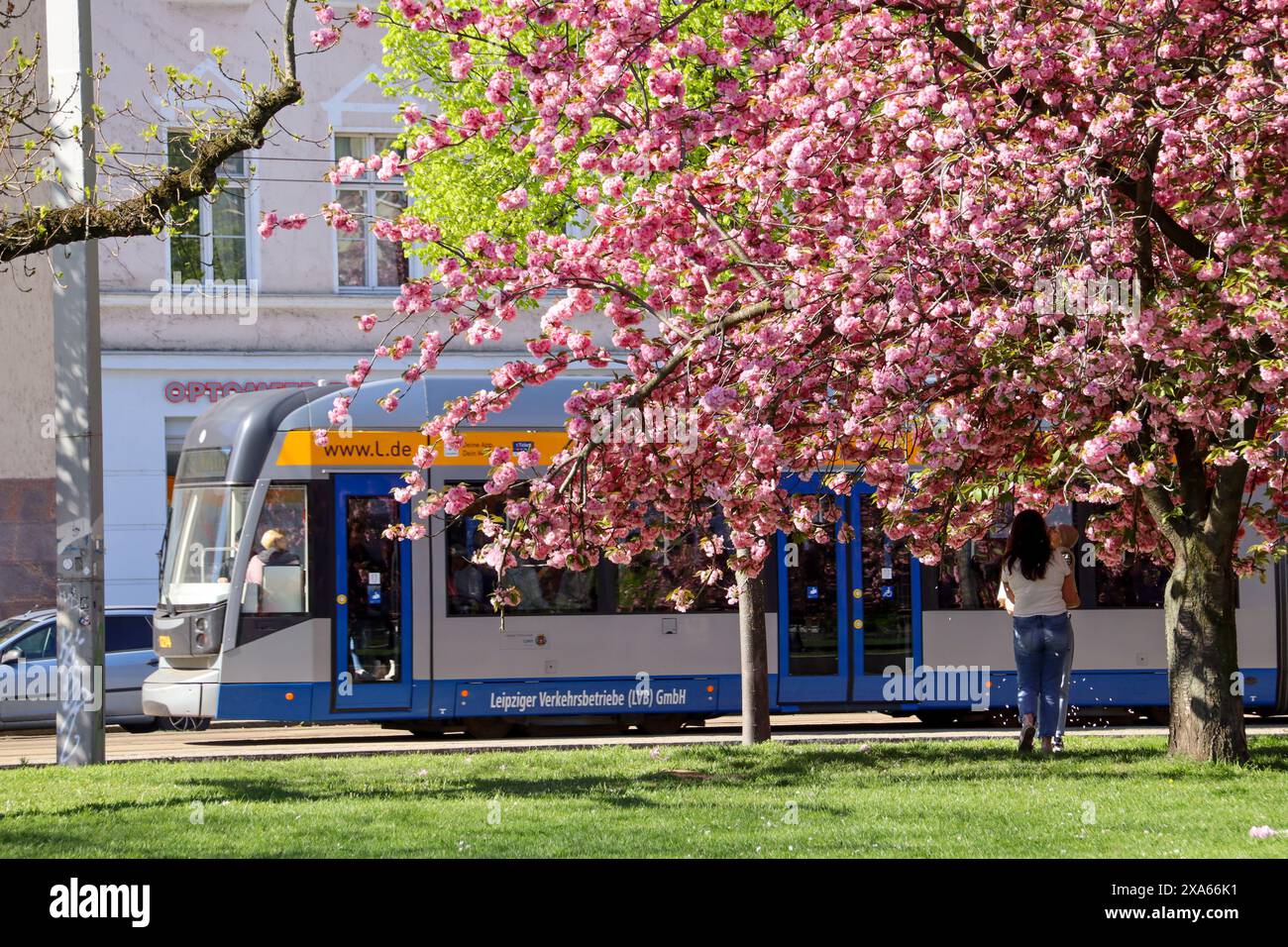 Experience the enchanting beauty of cherry blossoms in full bloom in ...