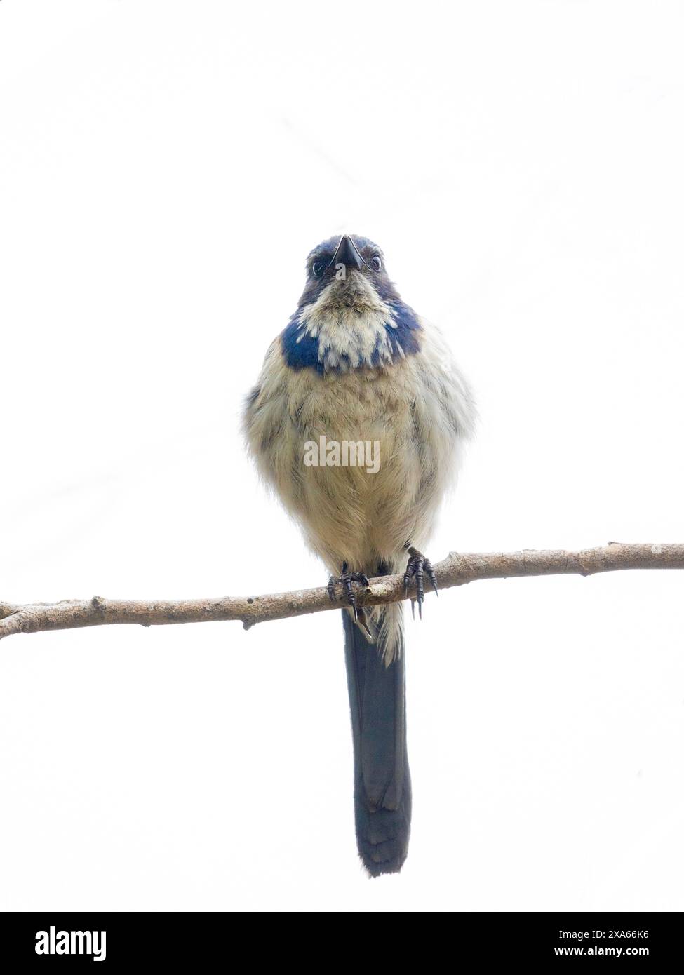 Western Scrub Jay vertical format Stock Photo - Alamy