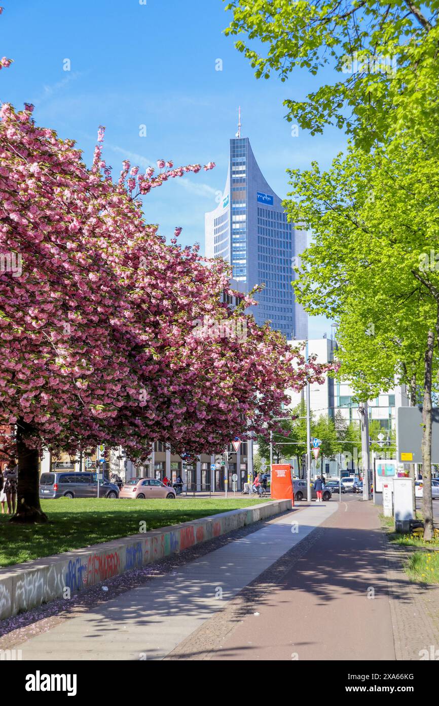 Experience the enchanting beauty of cherry blossoms in full bloom in ...