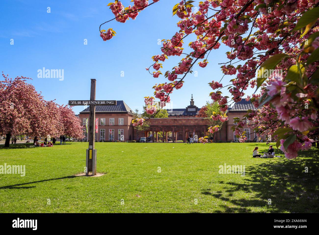 Experience the enchanting beauty of cherry blossoms in full bloom in ...