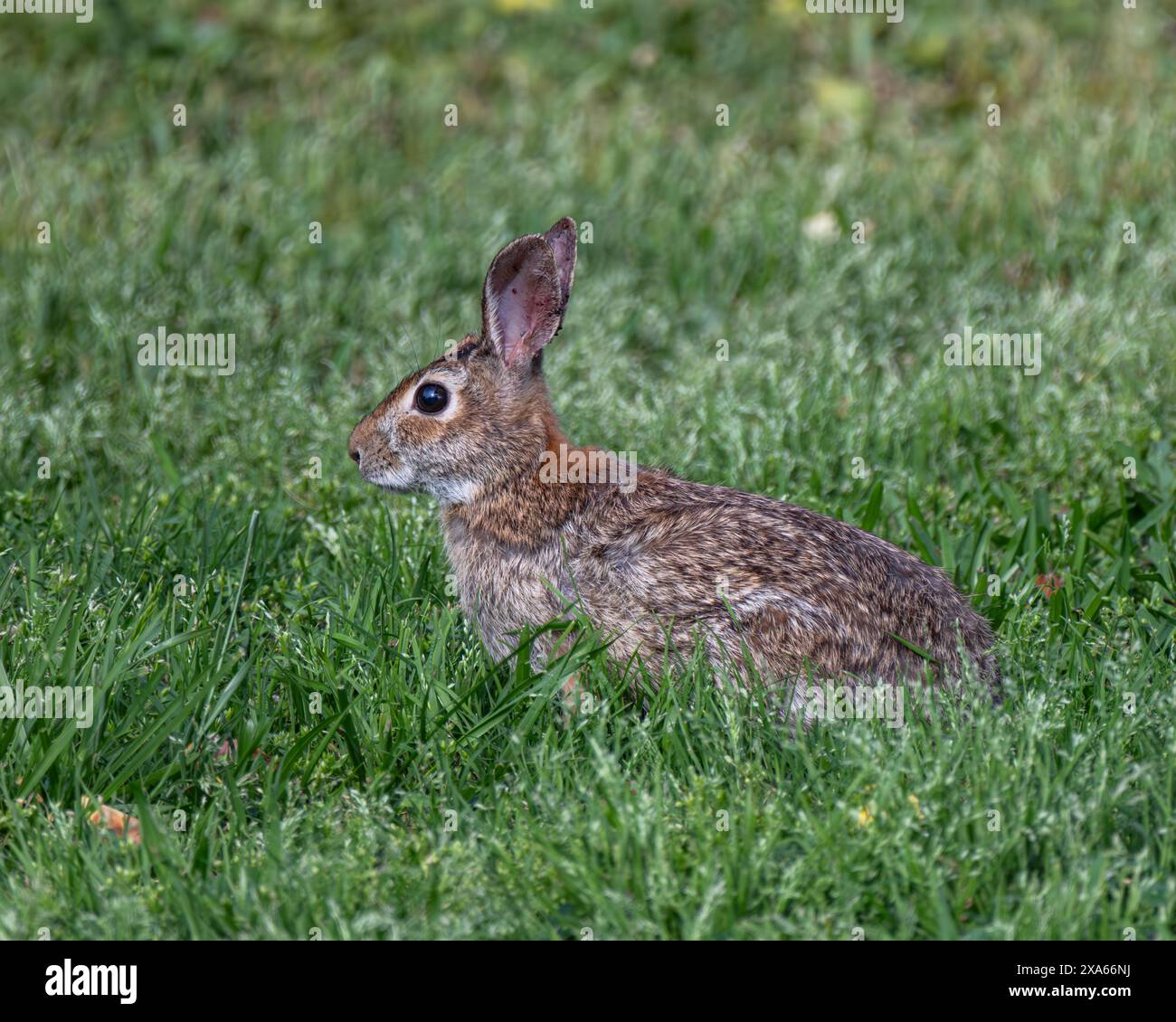 Rabbit sitting in grass hi-res stock photography and images - Alamy