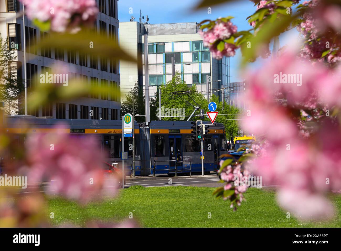 Experience the enchanting beauty of cherry blossoms in full bloom in ...