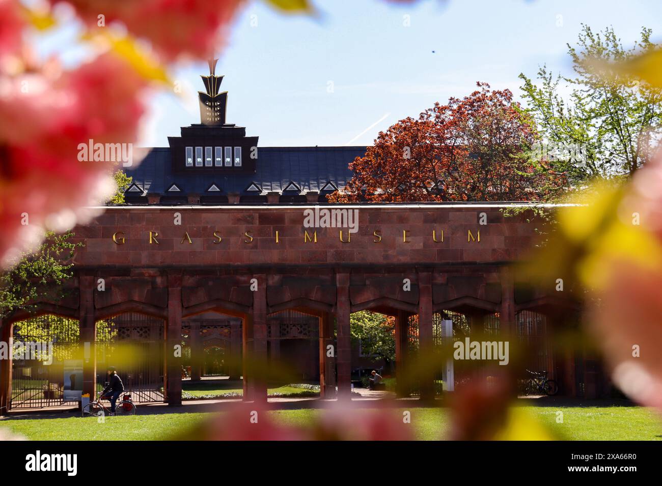 Experience the enchanting beauty of cherry blossoms in full bloom in ...