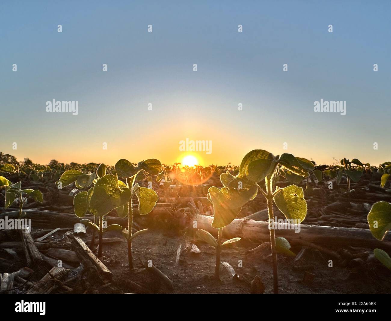 A close-up of baby soybeans at sunrise in Bates County, Missouri with ...