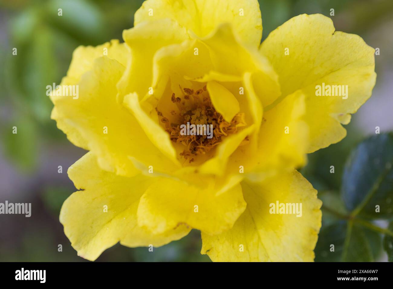 Close-up macro photography of a blooming yellow rose on a blurred ...