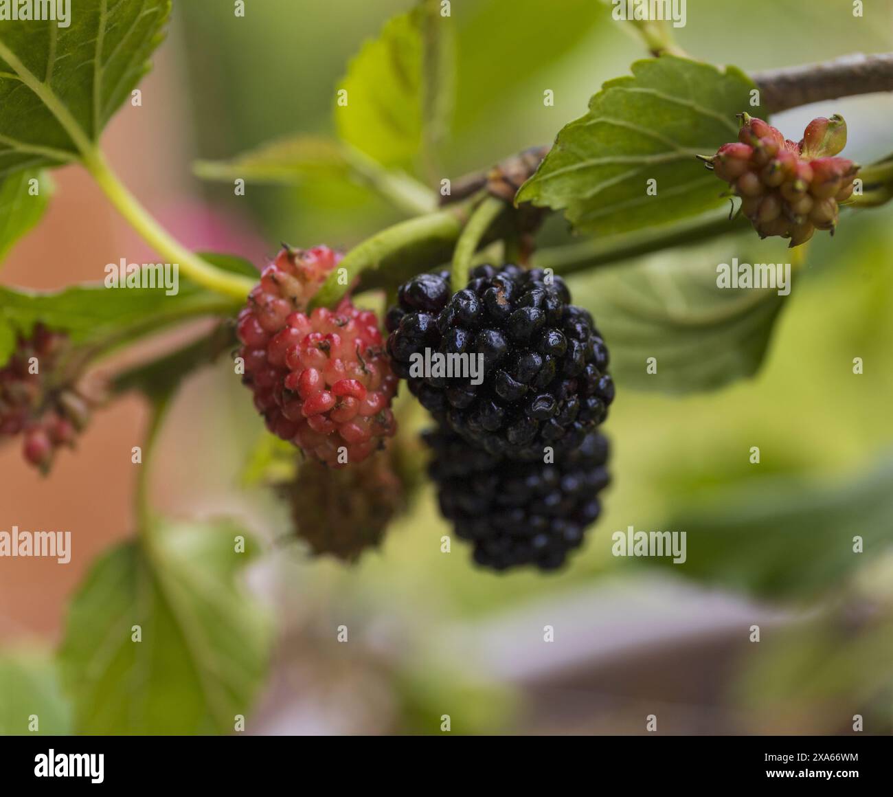 Close-up photo of a ripening black mulberry on a tree branch with ...