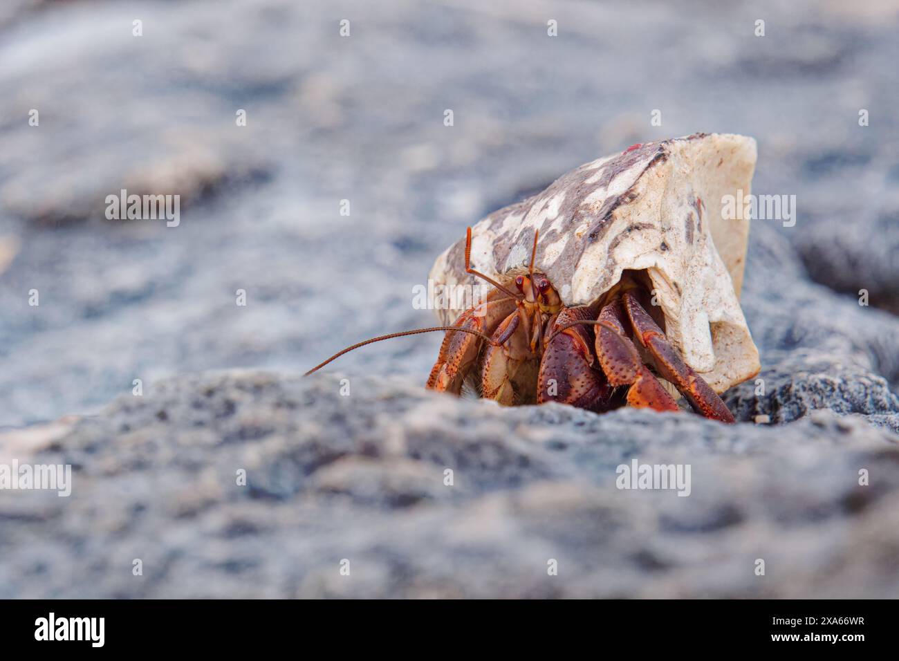 A Caribbean hermit crab (Coenobita clypeatus) in a shell cautiously ...