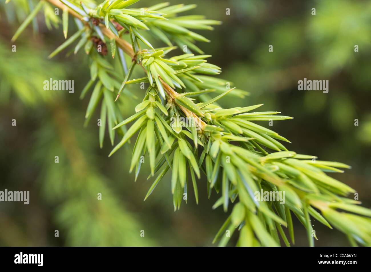 Close-up photo of a young coniferous tree branch on a blurred greenery ...