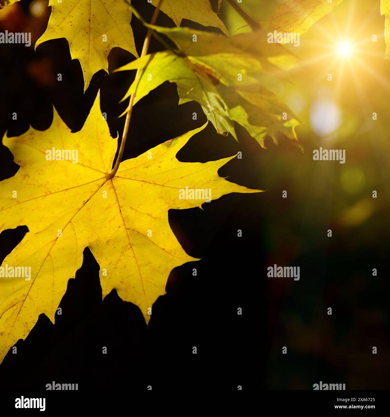 Autumn maple leaf in the sun Stock Photo - Alamy