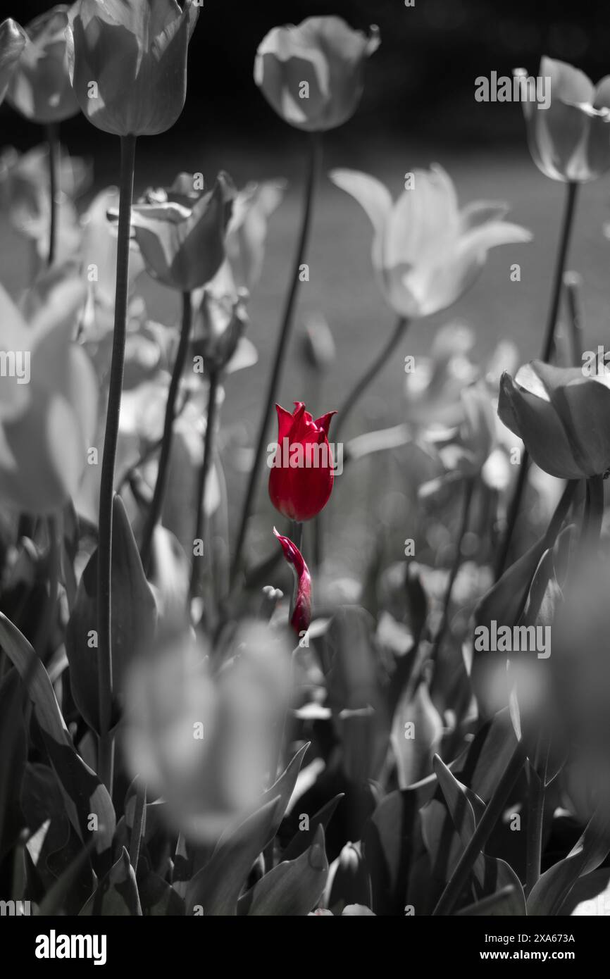 A red tulip stands out among flowers in grayscale Stock Photo - Alamy