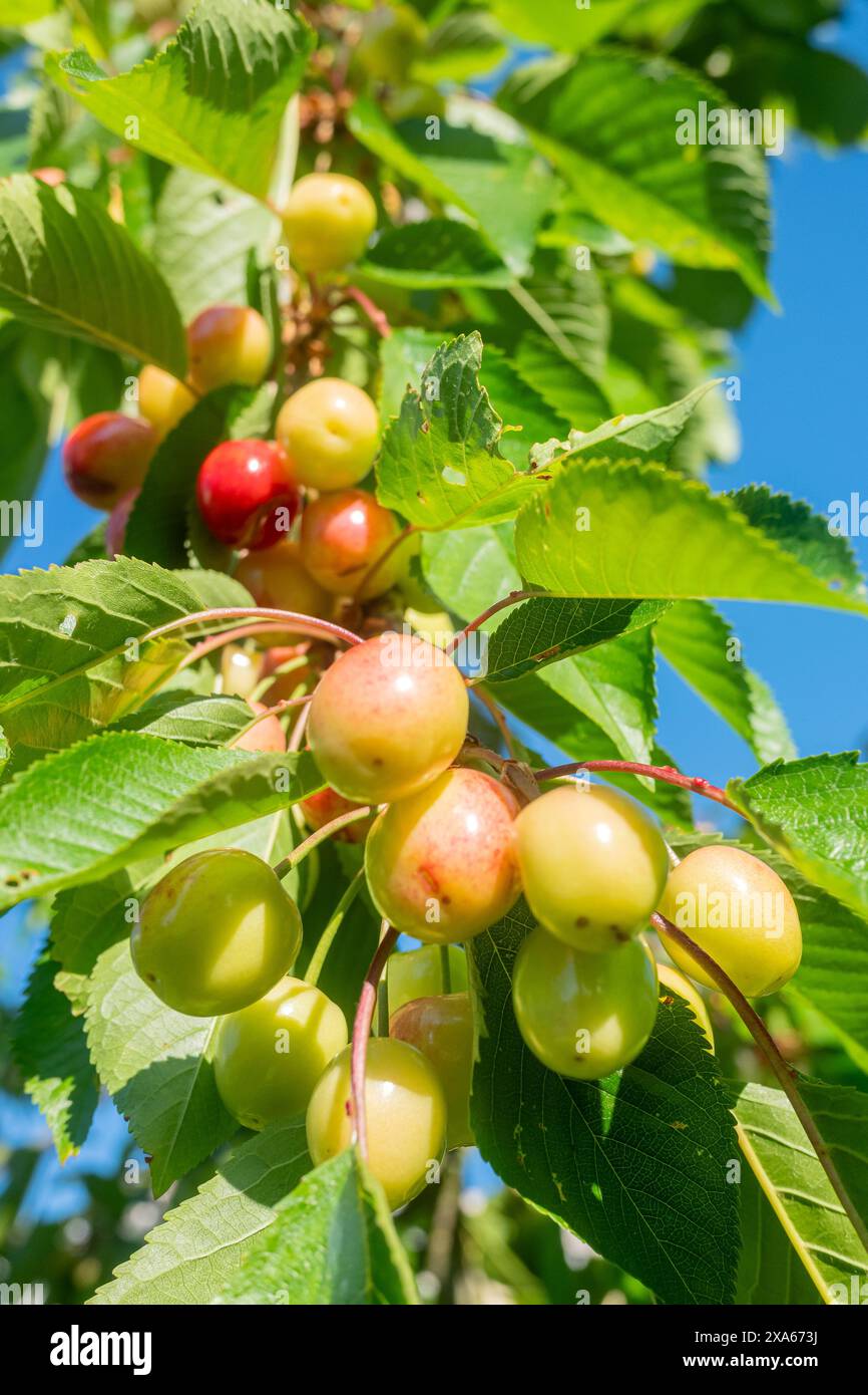 unripe red cherries on a branch of a tree, springtime fruit Stock Photo ...