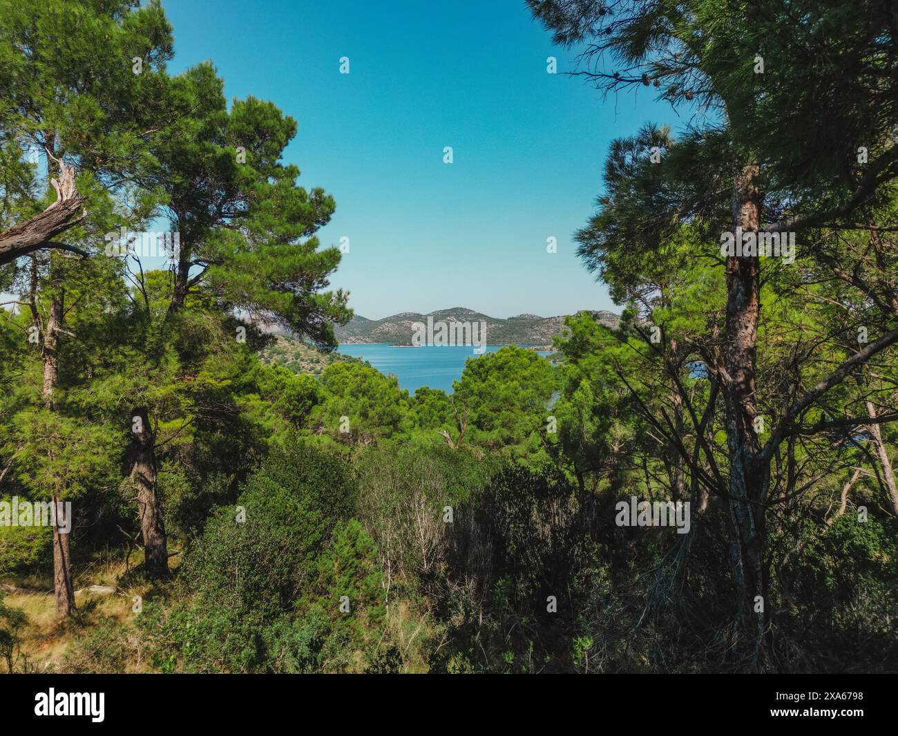 Coniferous trees and shrubbery growing on shores of Lake Mir in Dugi ...
