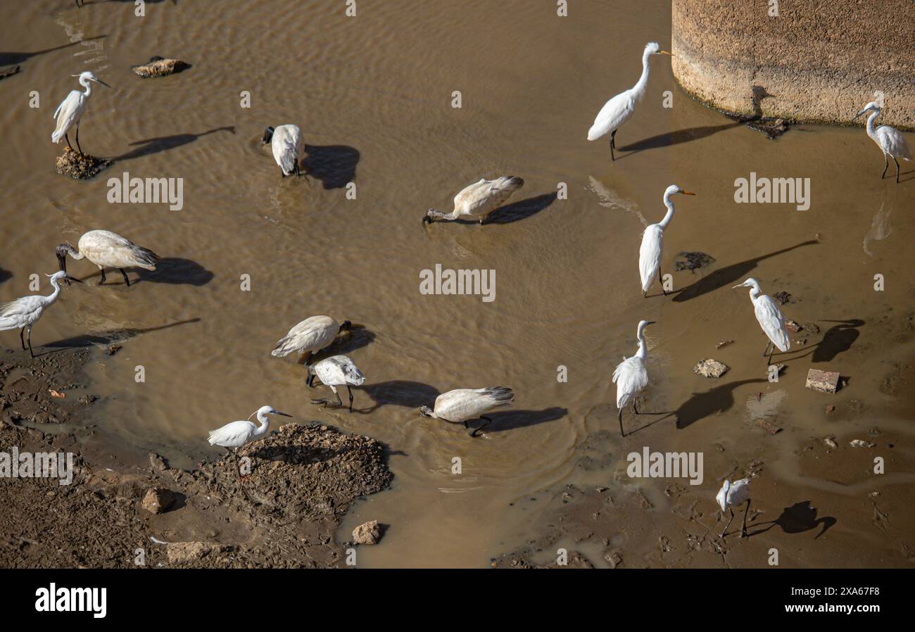White wading birds hi-res stock photography and images - Alamy