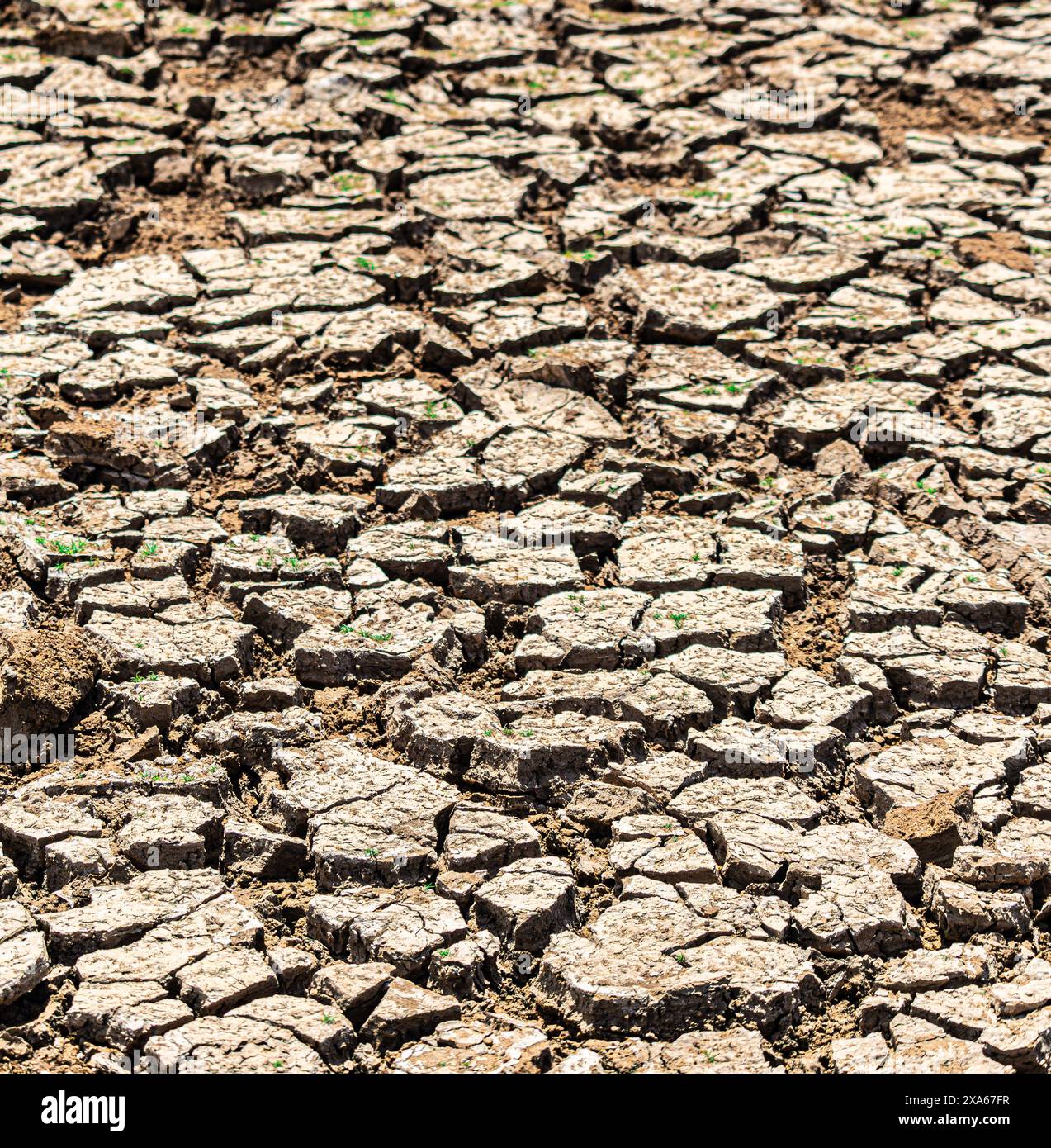Partially eaten dry ground in shade Stock Photo - Alamy