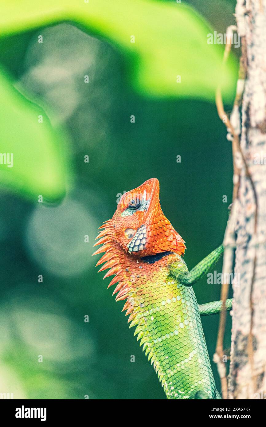 A vibrant lizardon a tree branch glances back Stock Photo - Alamy