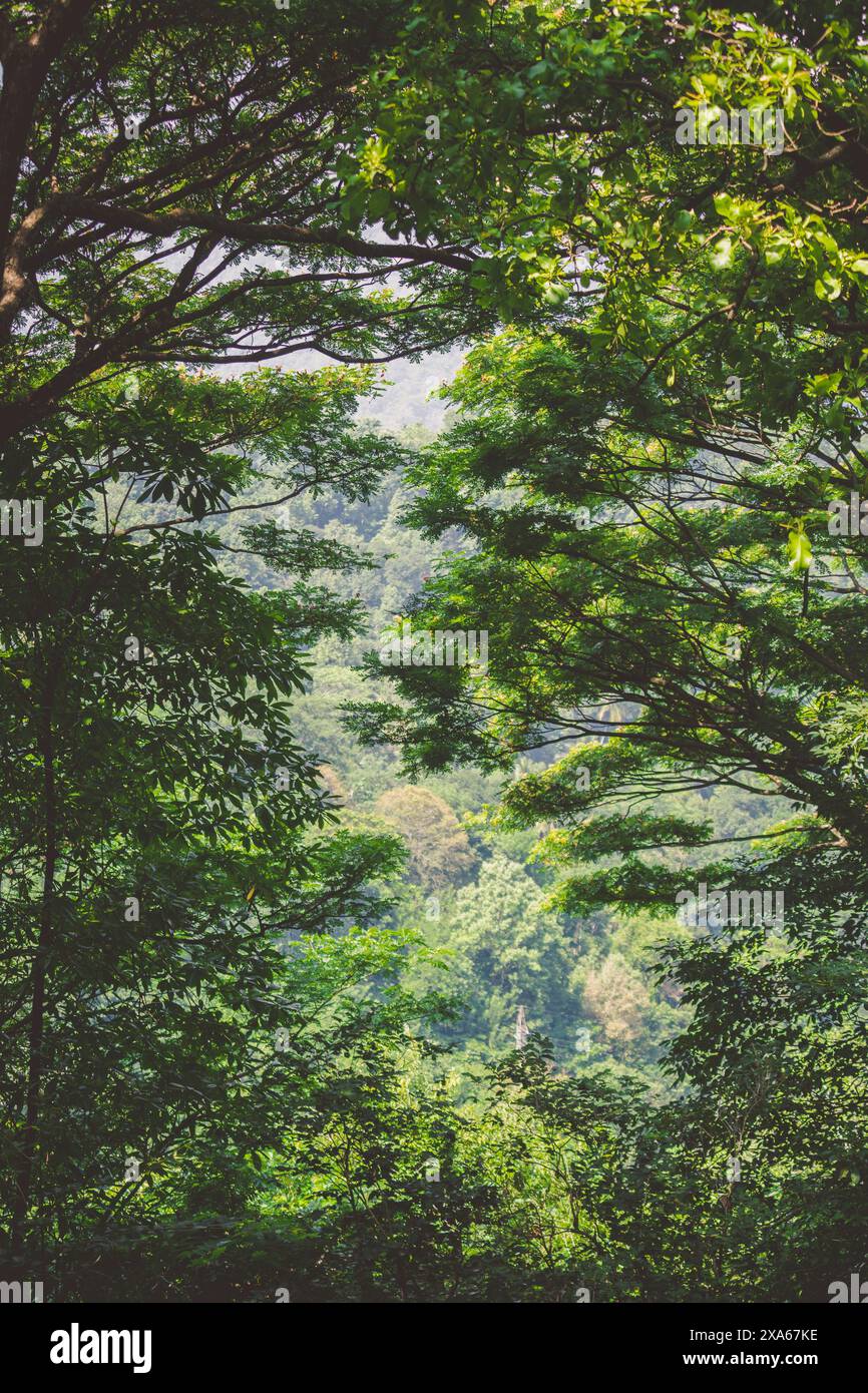 A grassy area with tree-lined path leading uphill Stock Photo - Alamy