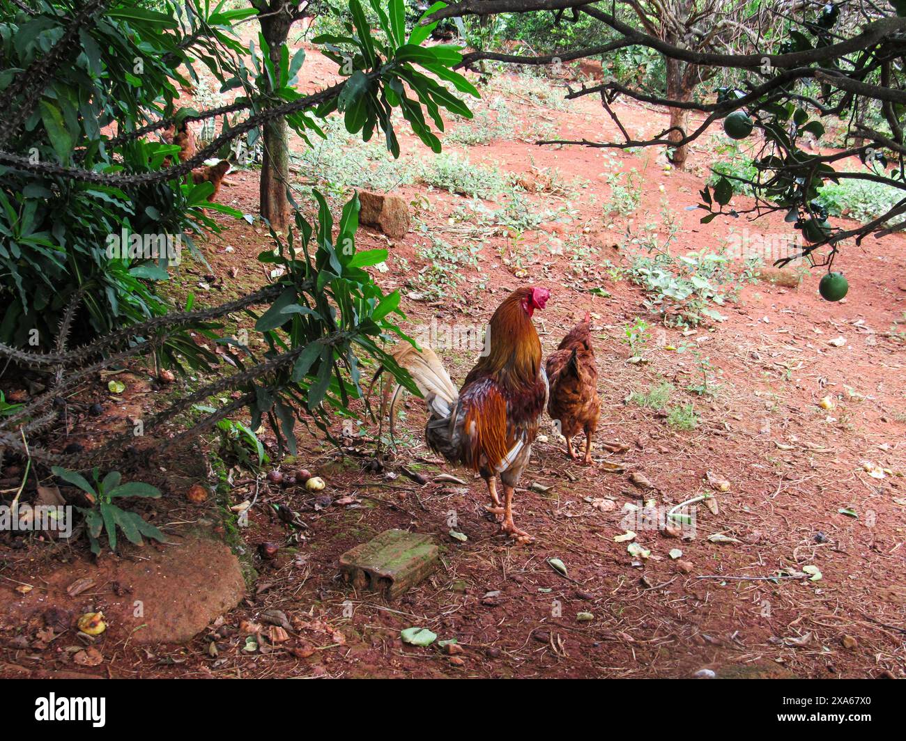 A rooster with a red crest and a brown hen, inside the chicken coop ...