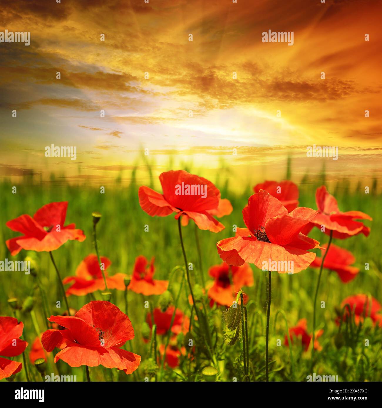 Dawn in field rays sun hi-res stock photography and images - Alamy