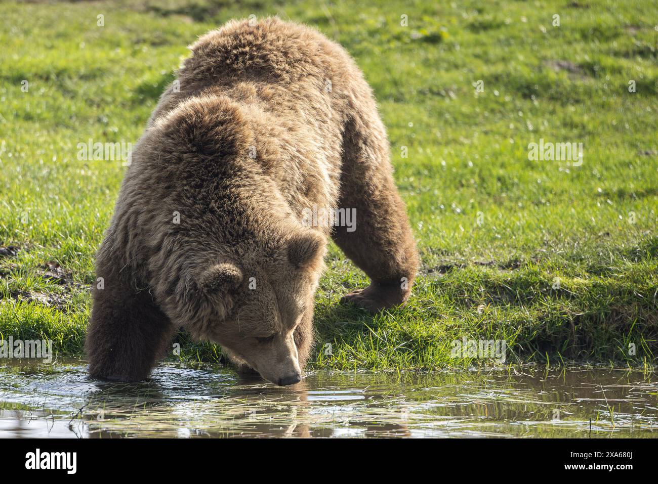 Large brown bear drinking at river's edge Stock Photo - Alamy