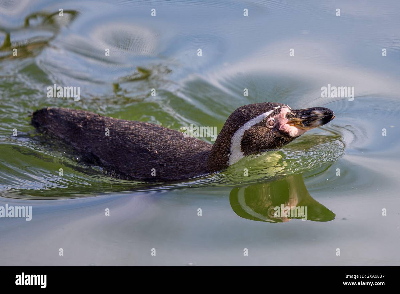 A Humboldt Penguin swimming in a lake Stock Photo - Alamy