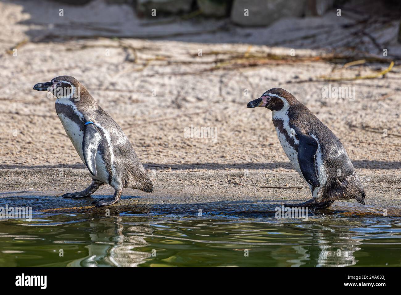 The Humboldt Penguins basking in the sun on a beach Stock Photo - Alamy
