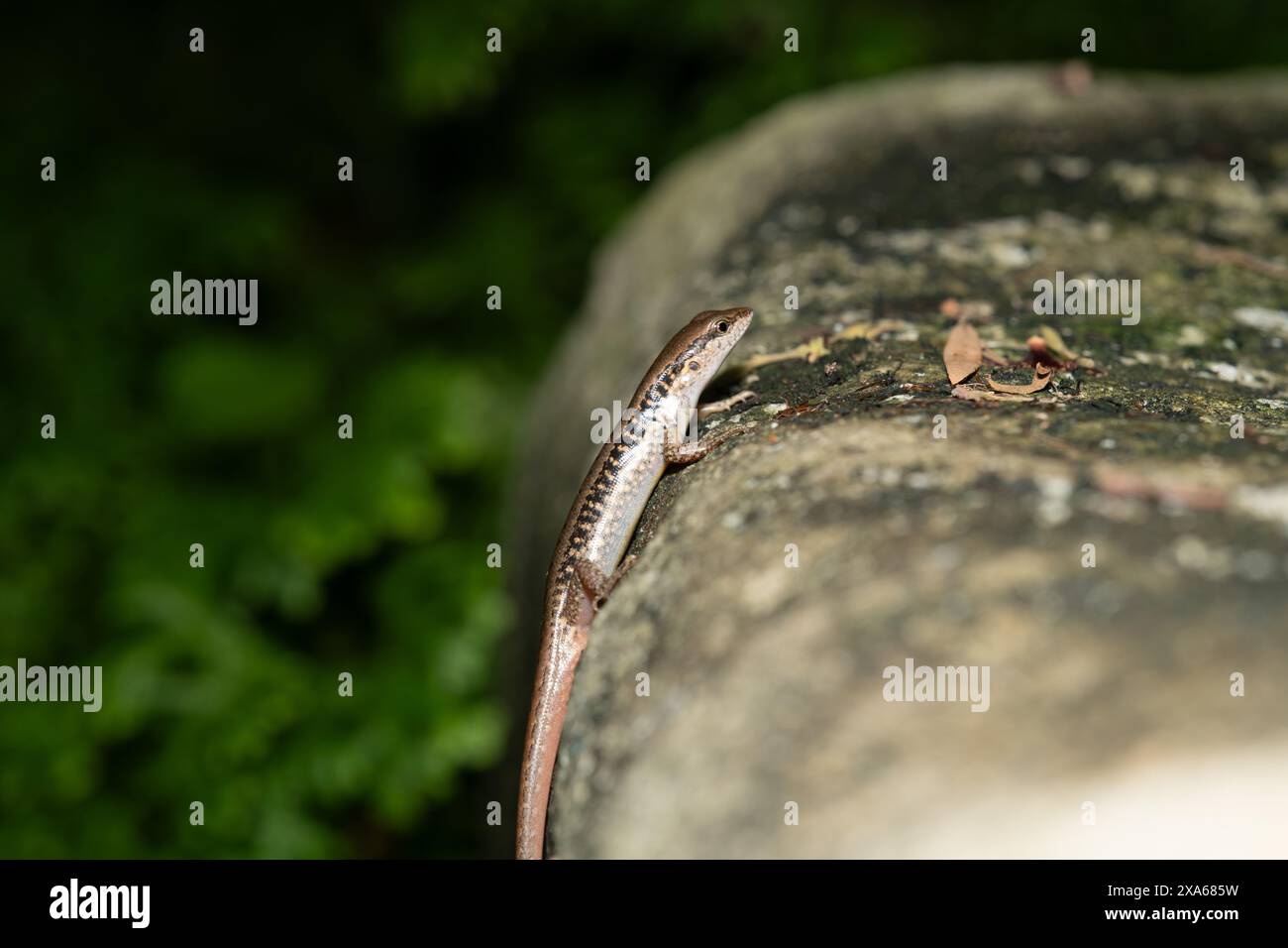 A common skink (Sphenomorphus) basking on a sunlit rock Stock Photo - Alamy