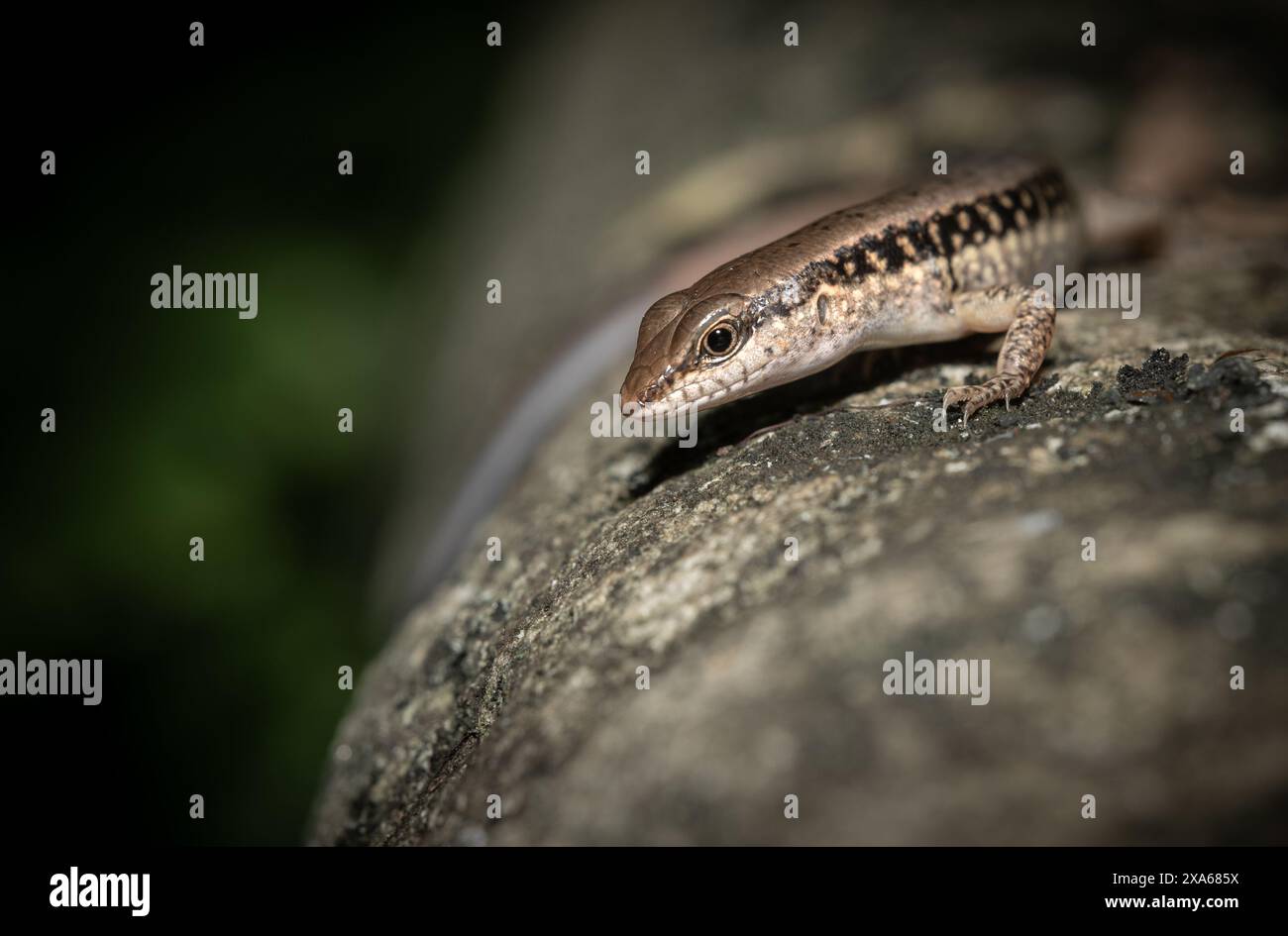 A common skink (Sphenomorphus) basking on a sunlit rock Stock Photo - Alamy