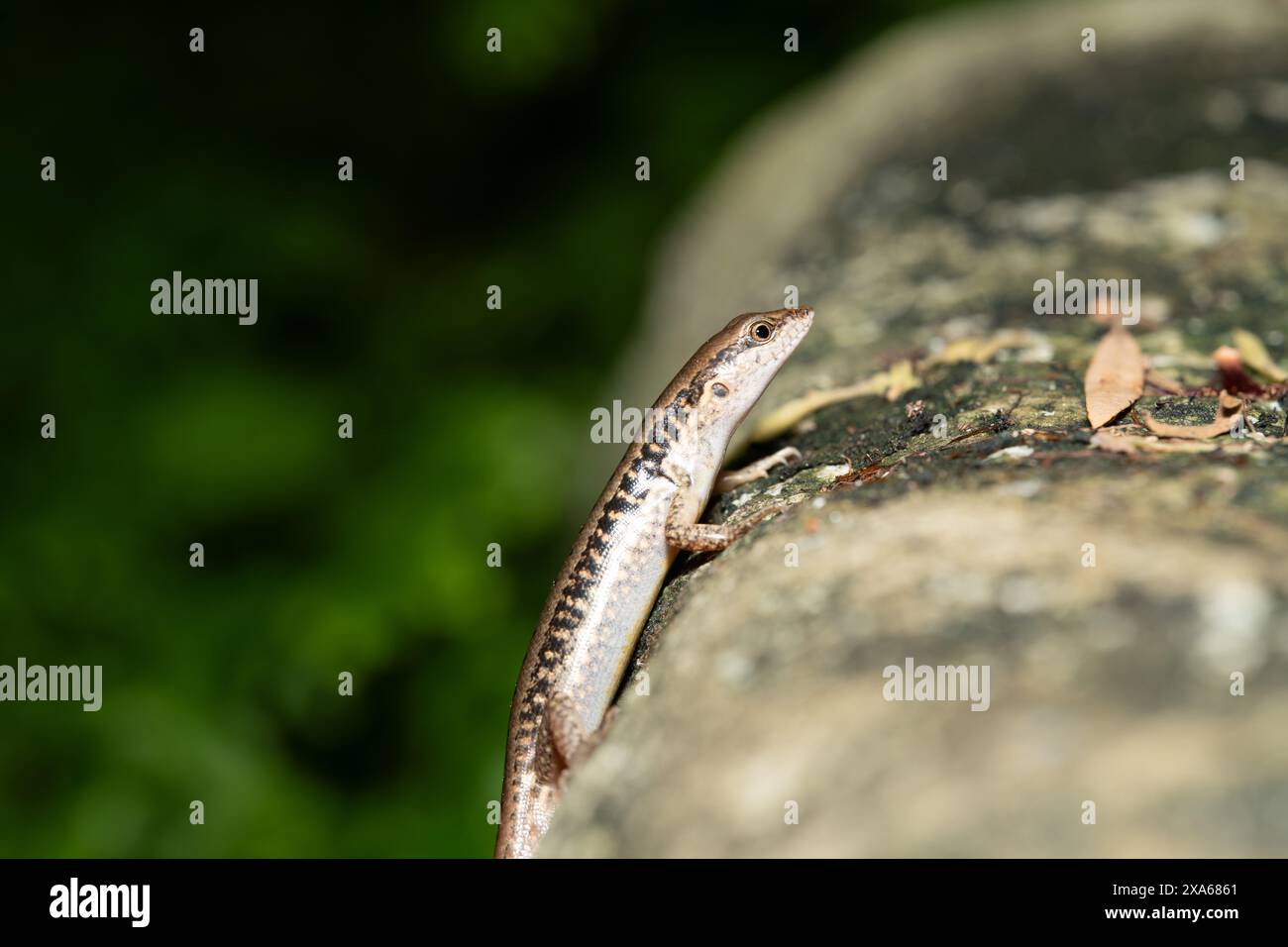 A common skink (Sphenomorphus) basking on a sunlit rock Stock Photo - Alamy