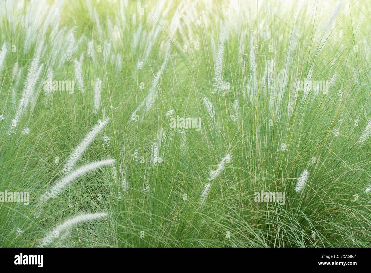 A vast field with white fluffy grass in sunlight Stock Photo - Alamy